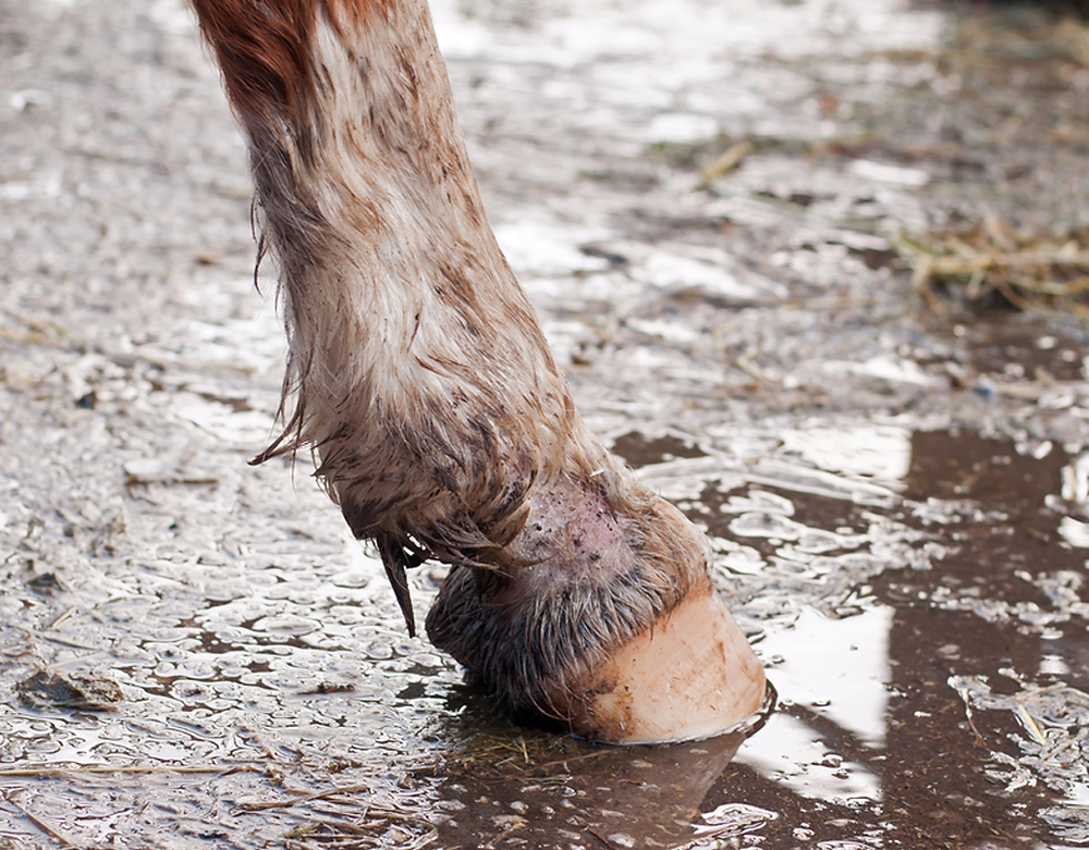 Mud Fever Control – Saddle Up & Ride