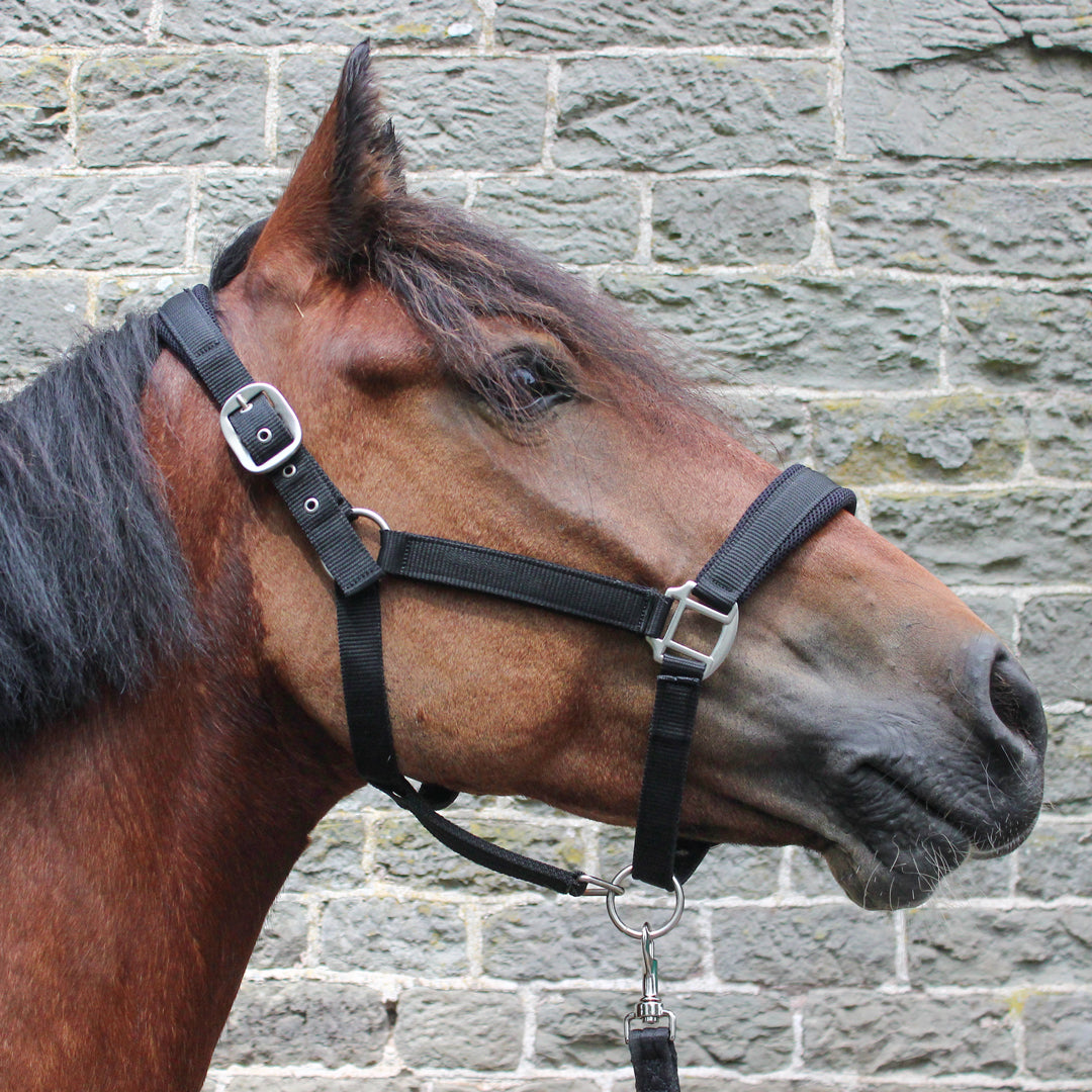 Headcollars – Saddle Up & Ride